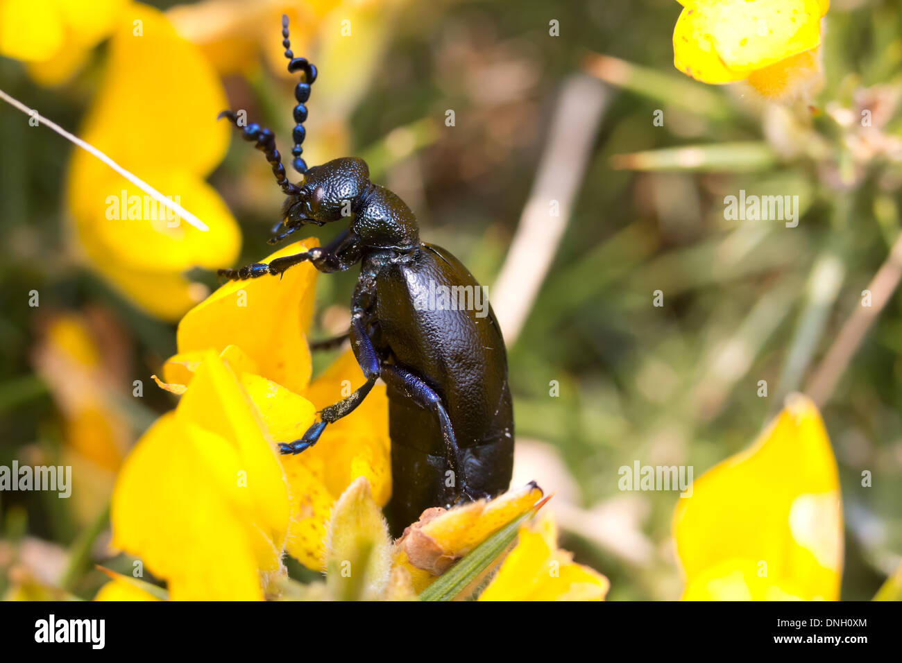 Oil beetle hi-res stock photography and images - Alamy