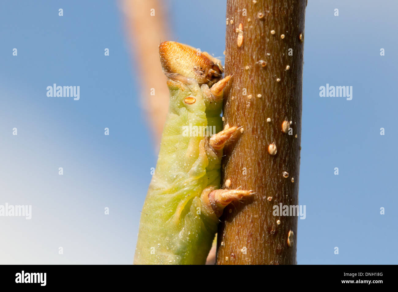 Peppered moth caterpillar (Biston betularia). Surrey, UK Stock Photo ...