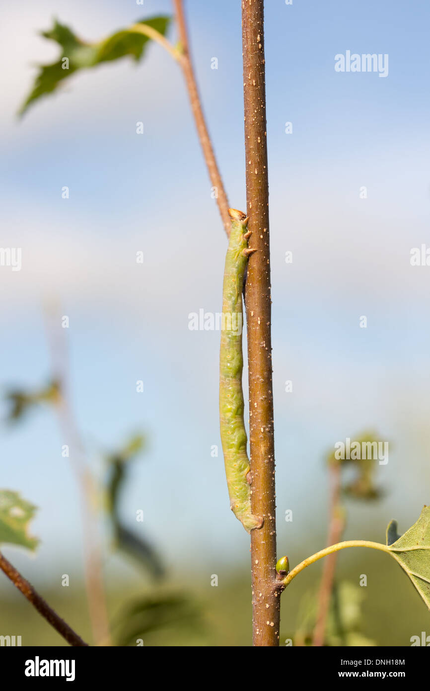 Peppered moth caterpillar (Biston betularia Stock Photo - Alamy