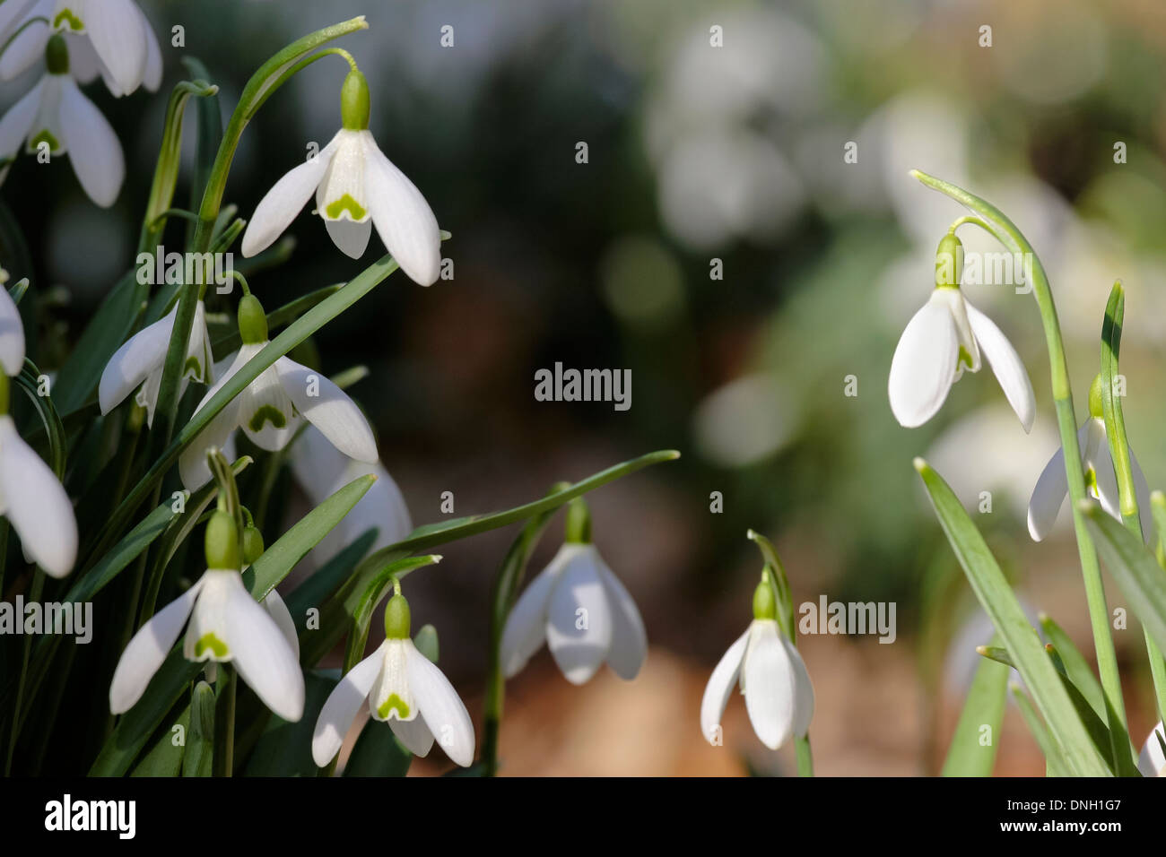 Bunch of snowdrops hi-res stock photography and images - Alamy