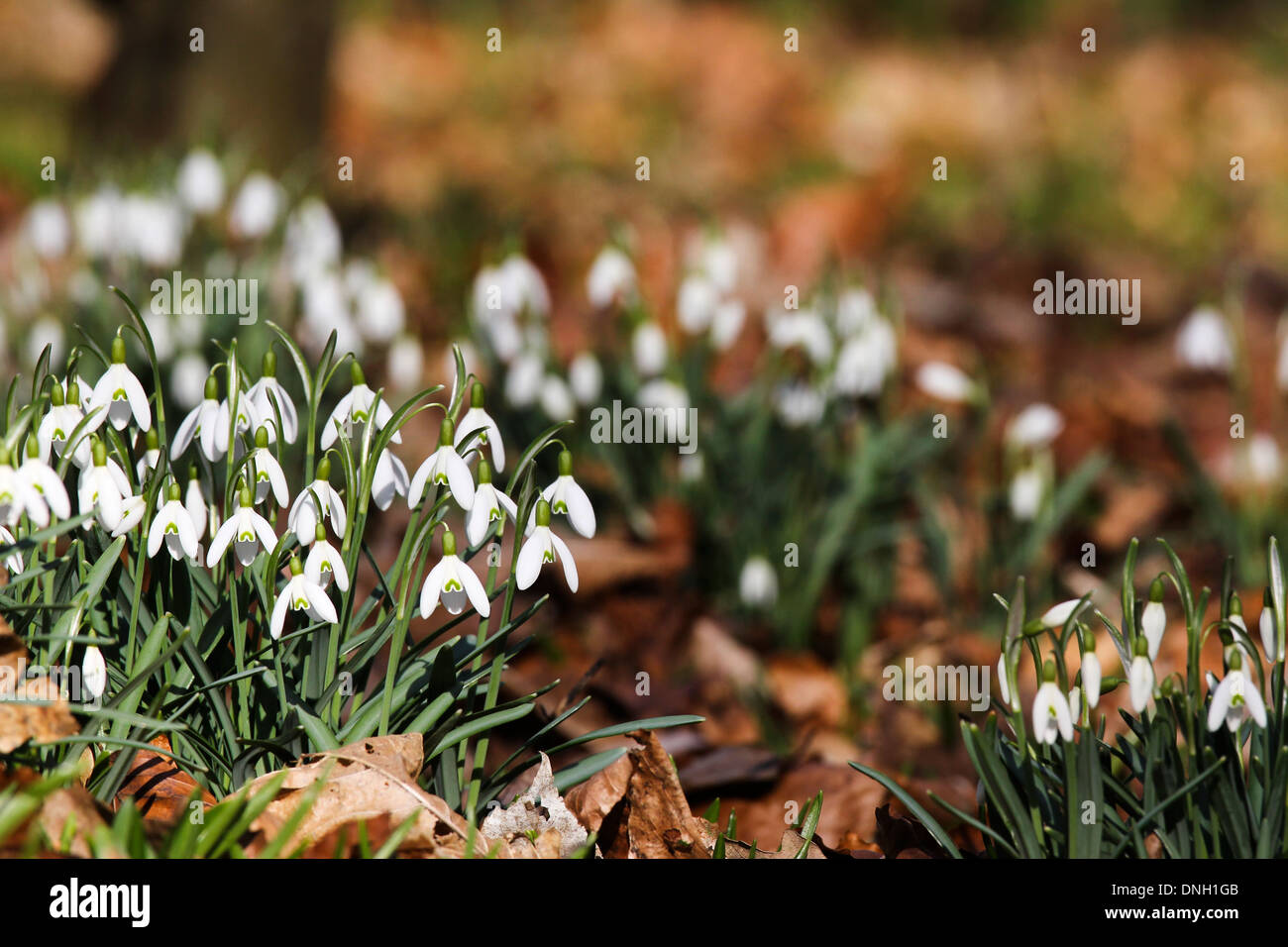 Snowdrops in spring on a sunny day, woodland, park or garden border ...