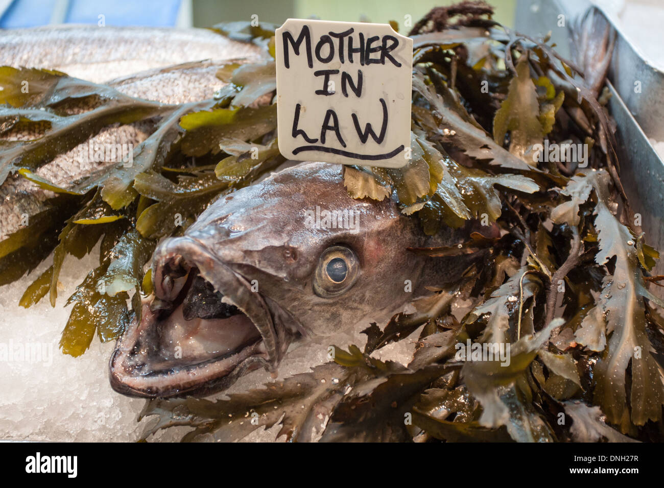 Scary fish hi-res stock photography and images - Alamy