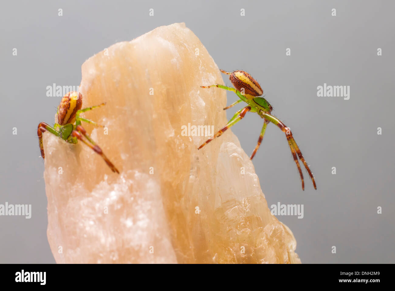 The Green Crab Spider (Diaea dorsata Stock Photo - Alamy