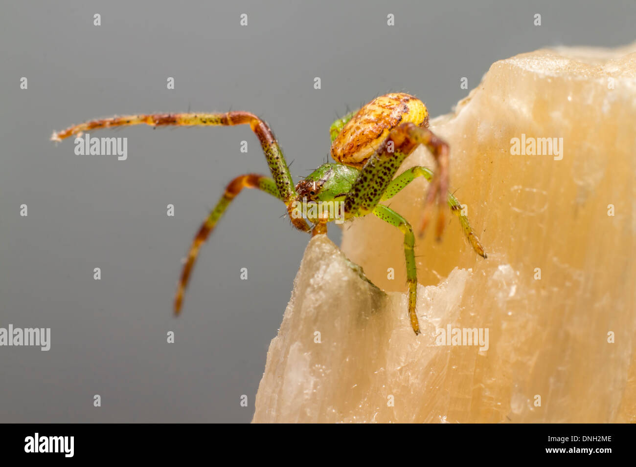 The Green Crab Spider (Diaea dorsata Stock Photo - Alamy