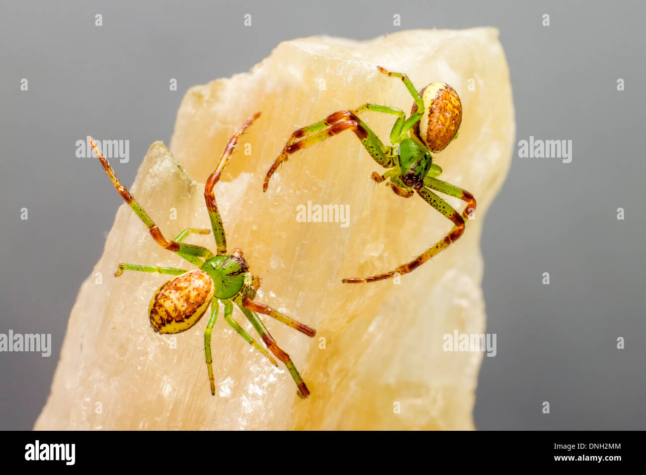 The Green Crab Spider (Diaea dorsata Stock Photo - Alamy