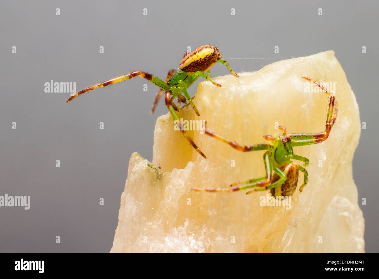 The Green Crab Spider (Diaea dorsata Stock Photo - Alamy