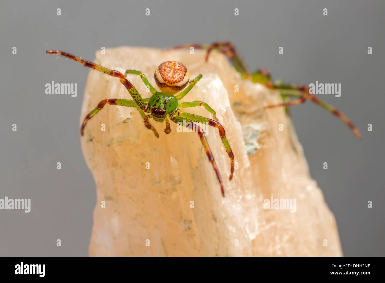 The Green Crab Spider (Diaea dorsata Stock Photo - Alamy