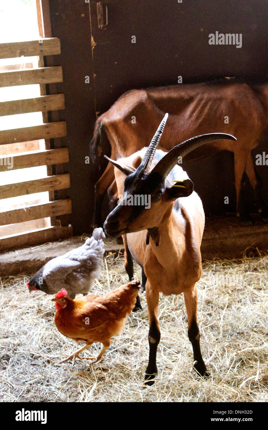 GOAT AND HENS IN THE SHEEPFOLD OF SAINT-ETIENNE-VALLEE-FRANCAISE ...
