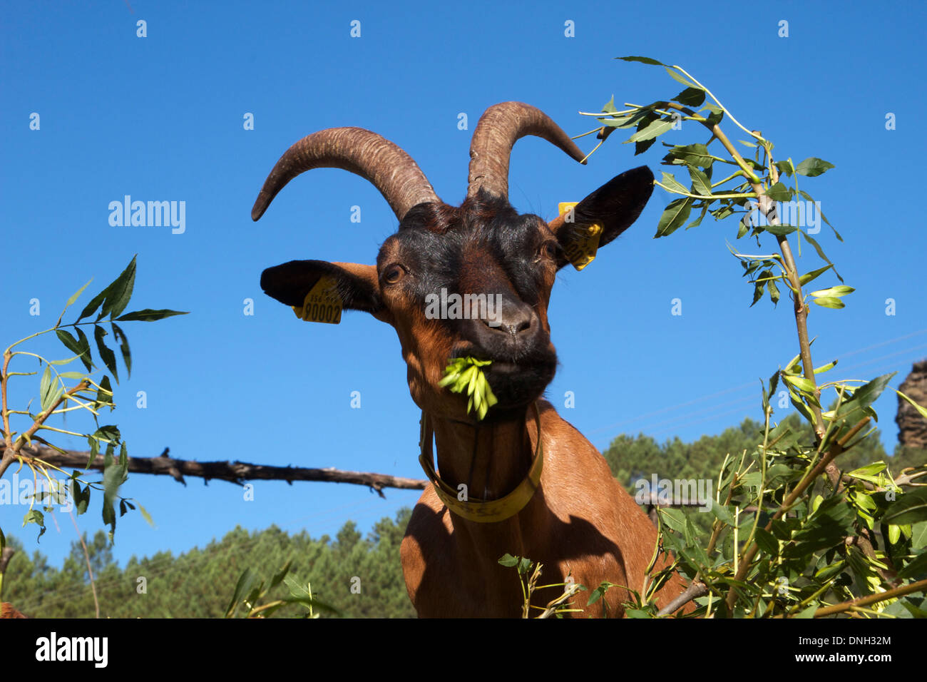 Goat eating shrubs hi-res stock photography and images - Alamy