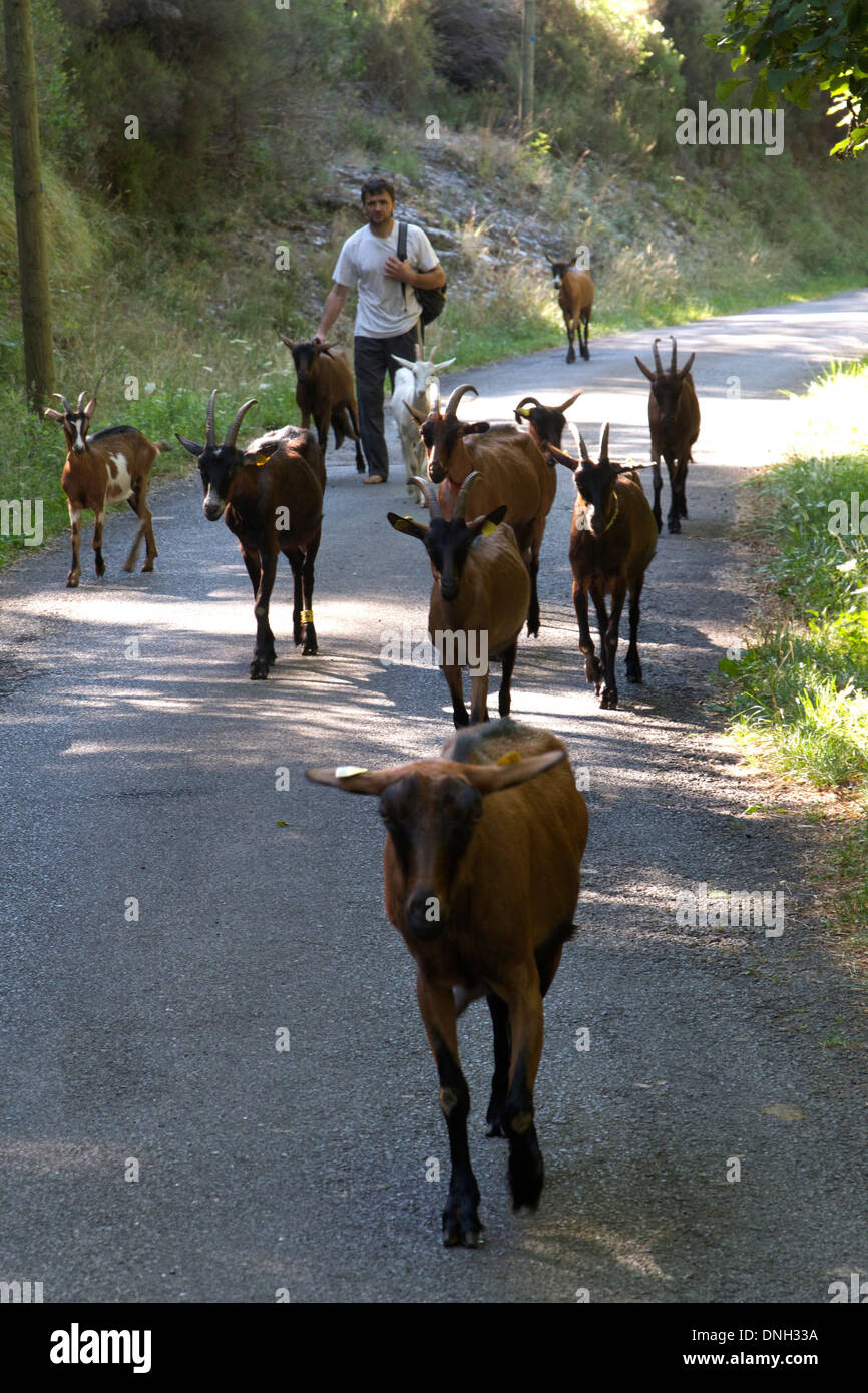 GOATHERD OUT WITH HIS HERD OF GOATS, SAINT-ETIENNE-VALLEE-FRANCAISE ...