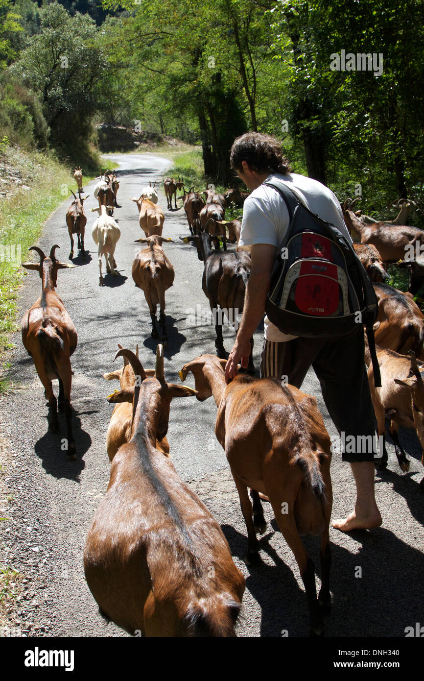 GOATHERD WITH HIS HERD OF GOATS ON A ROAD, SAINT-ETIENNE-VALLEE ...