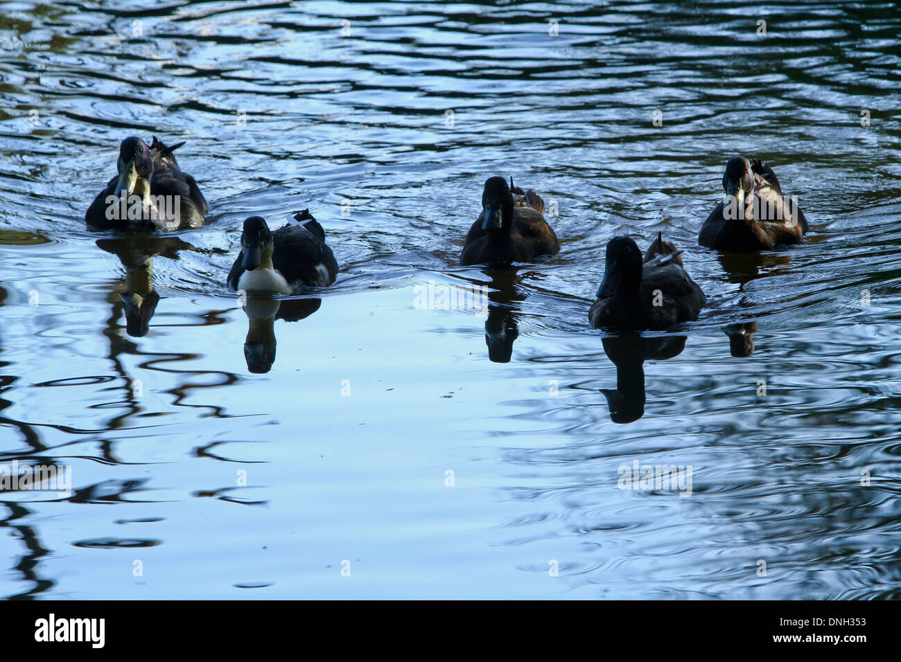 Dusk pond hi-res stock photography and images - Alamy