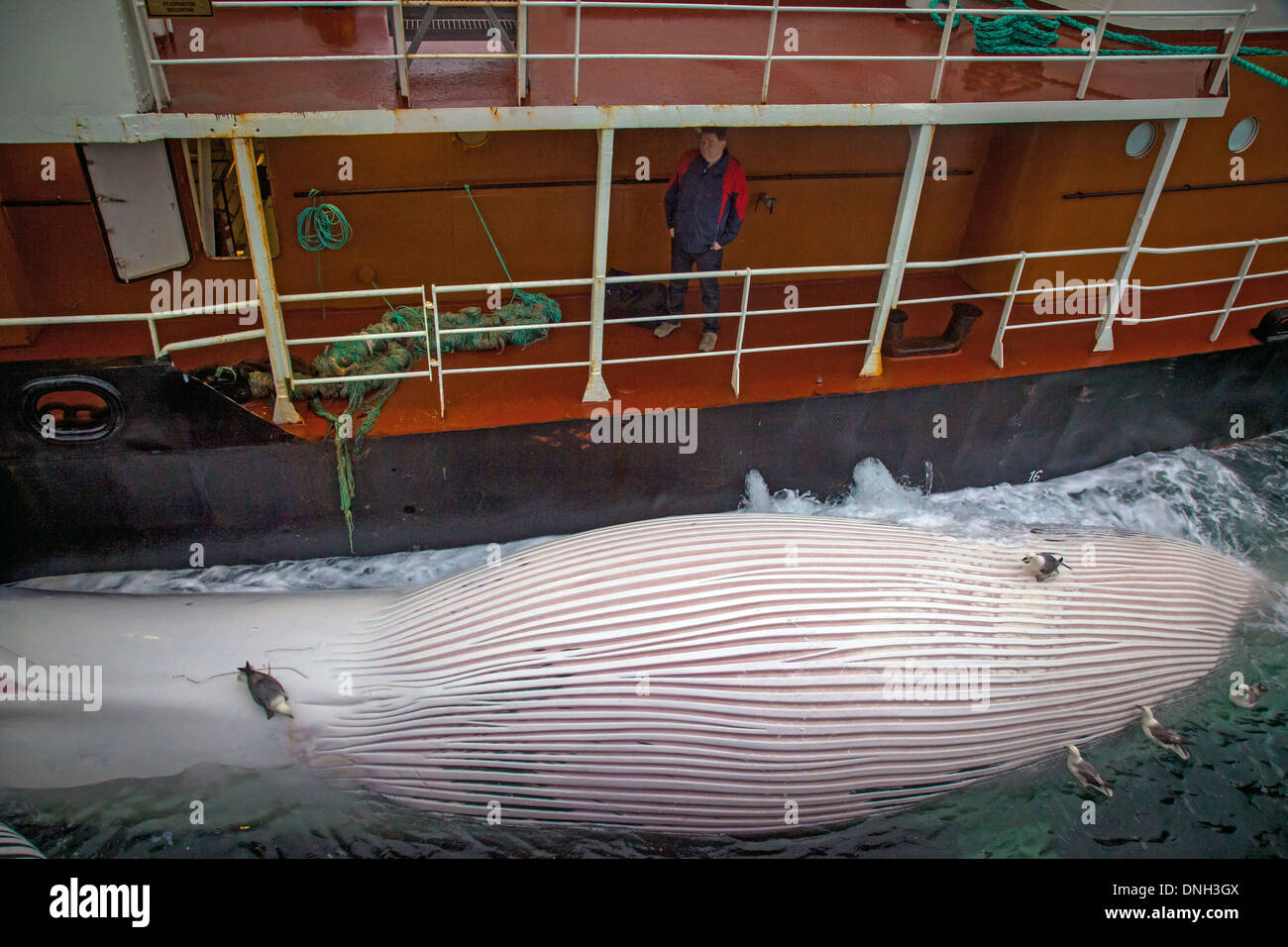ARRIVAL OF THE WHALER HVALUR AT THE SEASIDE RESORT OF HVALFJORDUR, THE ...