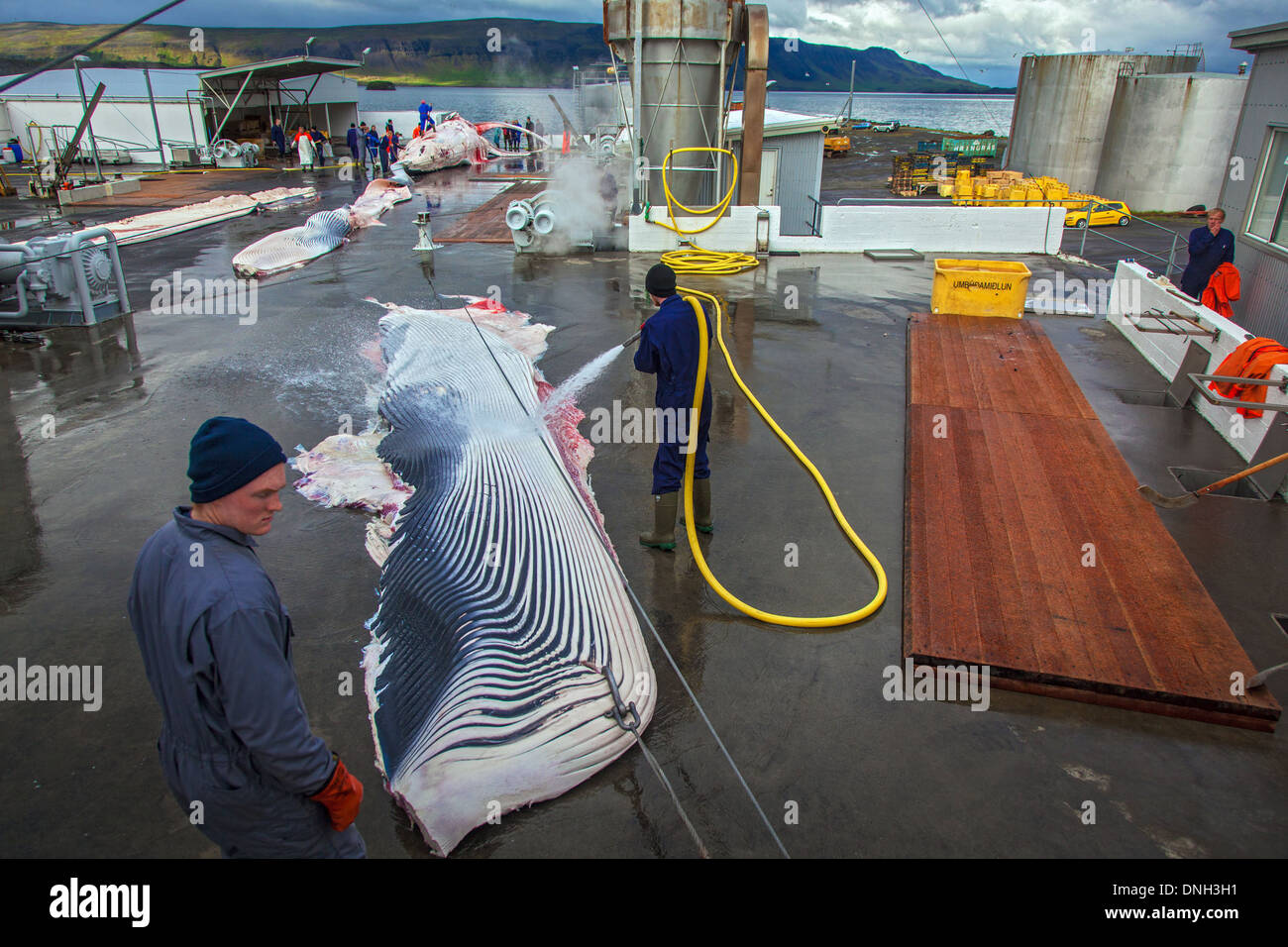 CLEANING AND CUTTING UP OF FINBACK WHALES AT THE SEASIDE RESORT OF ...