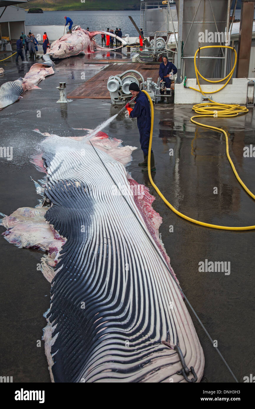 CUTTING UP OF FINBACK WHALES AT THE SEASIDE RESORT OF HVALFJORDUR, THE ...