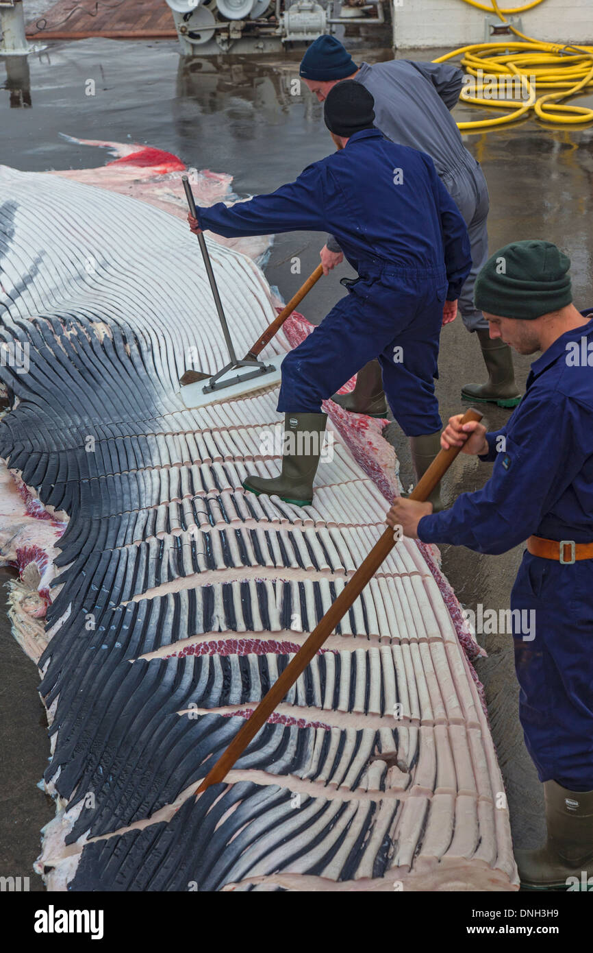CUTTING UP OF A FINBACK WHALE AT THE SEASIDE RESORT OF HVALFJORDUR, THE ...