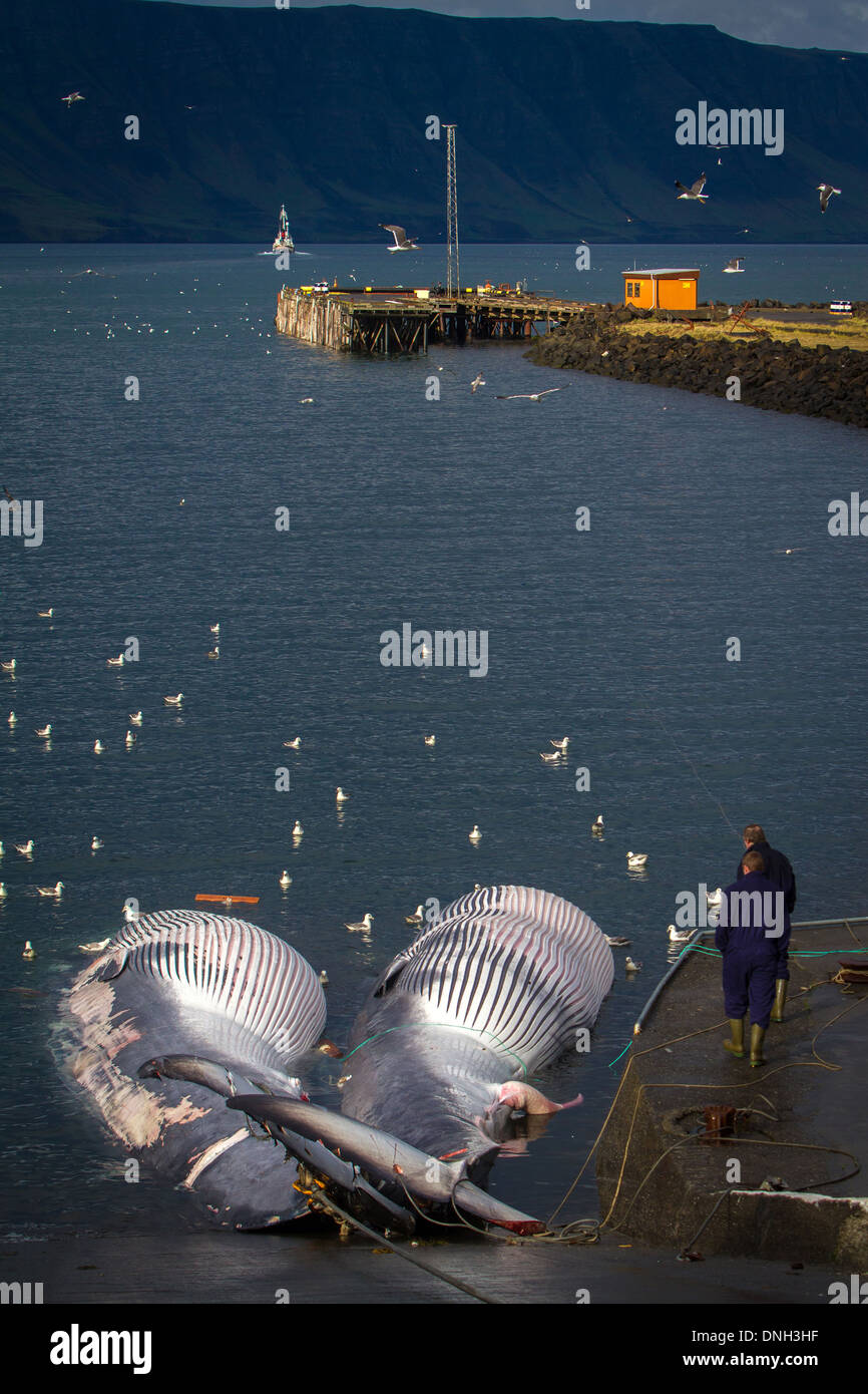 CADAVERS OF FINBACK WHALE, COVERED IN BLACK-LEGGED KITTIWAKE GULLS ...