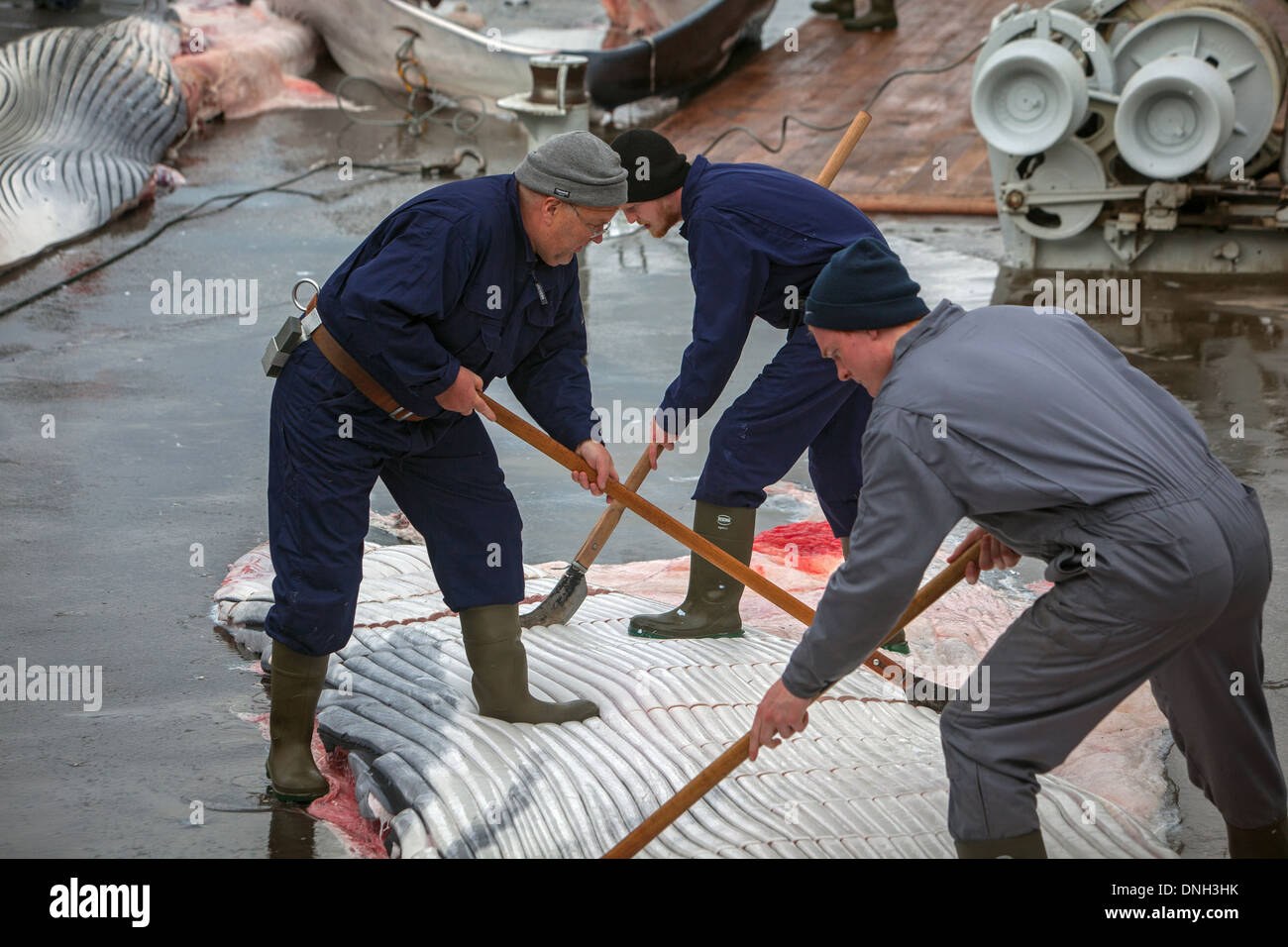 CUTTING UP OF A FINBACK WHALE AT THE SEASIDE RESORT OF HVALFJORDUR, THE ...