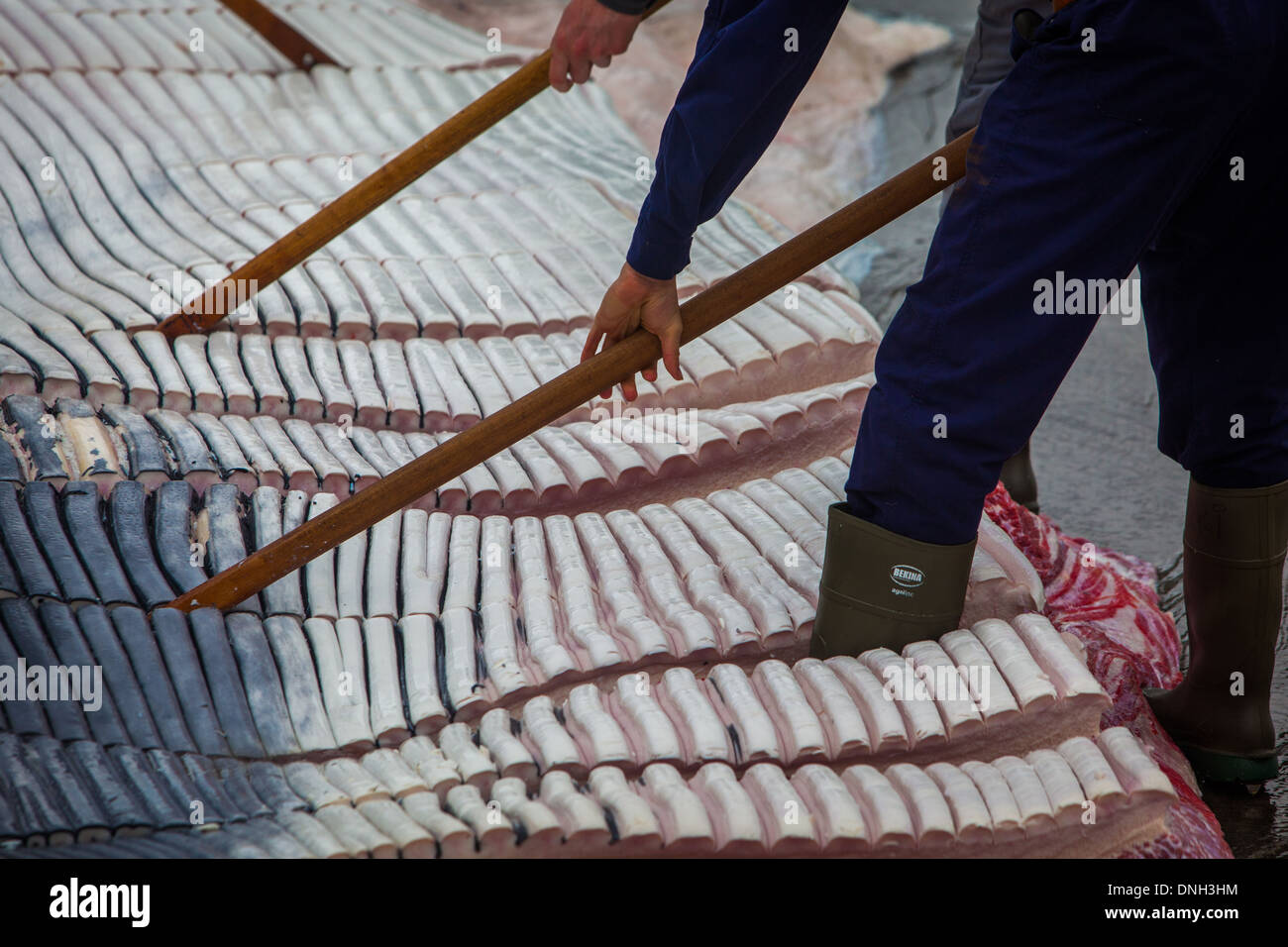 CUTTING UP OF A FINBACK WHALE AT THE SEASIDE RESORT OF HVALFJORDUR, THE ...