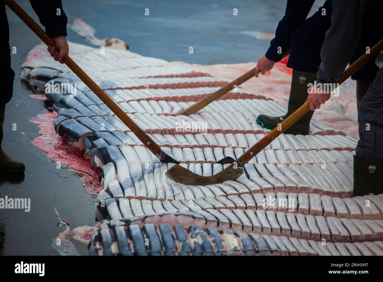 CUTTING UP OF A FINBACK WHALE AT THE SEASIDE RESORT OF HVALFJORDUR, THE ...