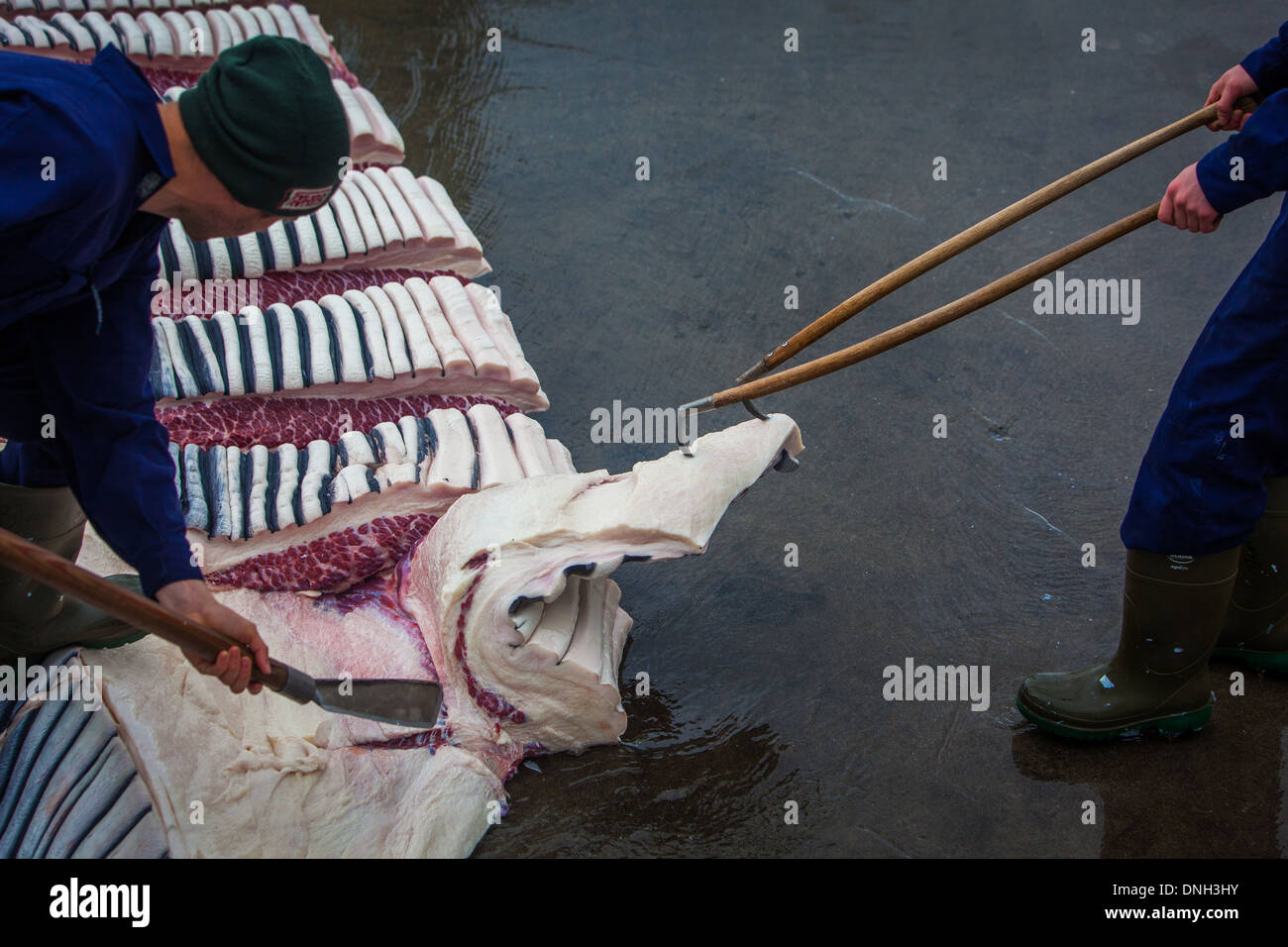 CUTTING UP OF A FINBACK WHALE AT THE SEASIDE RESORT OF HVALFJORDUR, THE ...