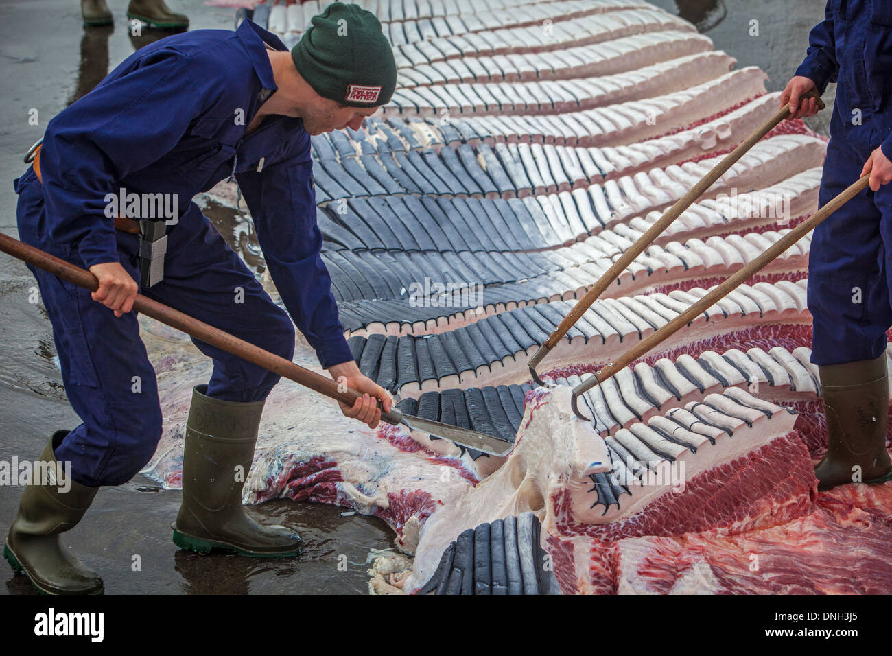 CUTTING UP OF A FINBACK WHALE AT THE SEASIDE RESORT OF HVALFJORDUR, THE ...