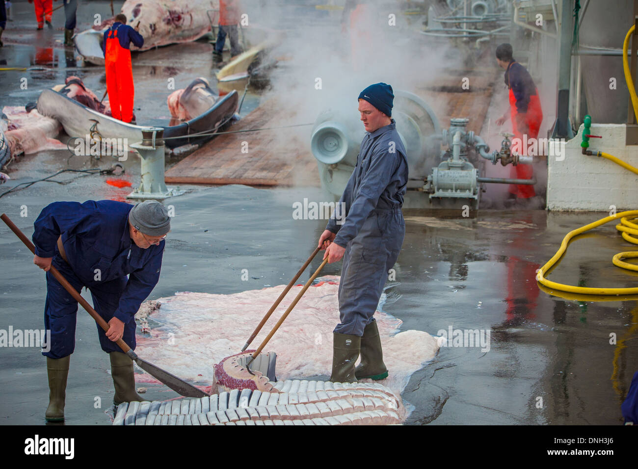 CUTTING UP OF A FINBACK WHALE AT THE SEASIDE RESORT OF HVALFJORDUR, THE ...