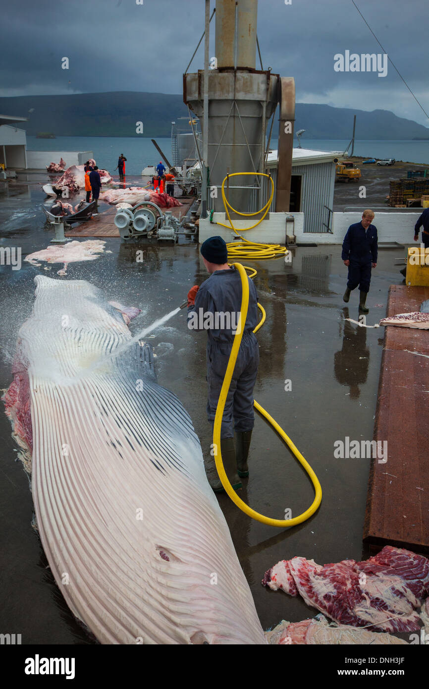CLEANING AND CUTTING UP OF A FINBACK WHALE AT THE SEASIDE RESORT OF ...