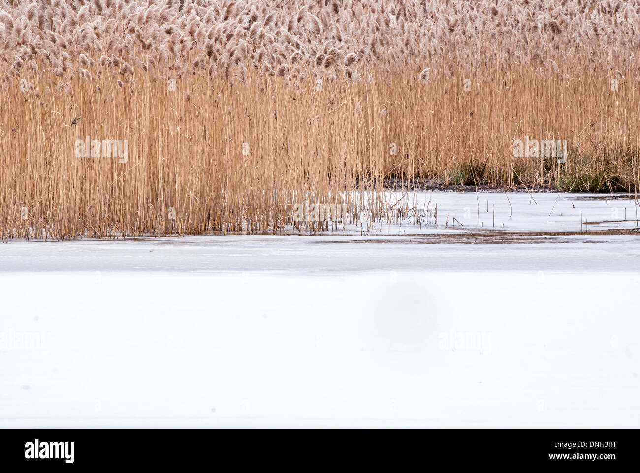 Winter Swamp Background with frozen pond for background or wallpaper ...