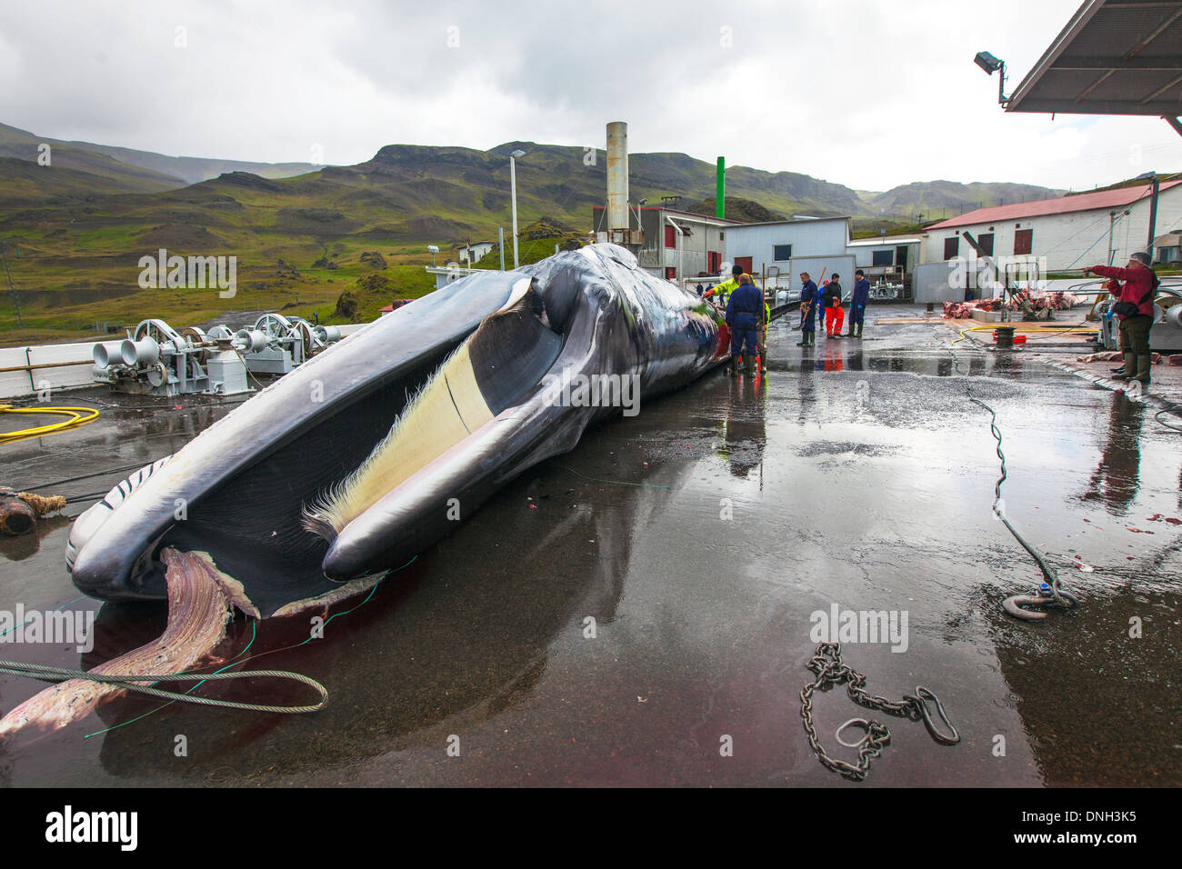 Whale hunting slaughter hi-res stock photography and images - Alamy