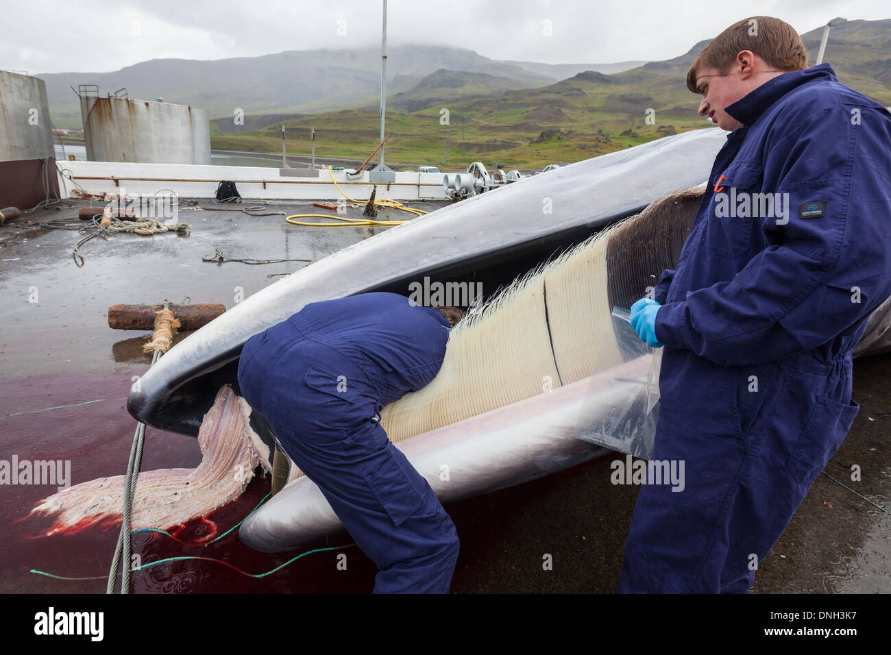 CUTTING UP OF A FINBACK WHALE AT THE SEASIDE RESORT OF HVALFJORDUR, THE ...