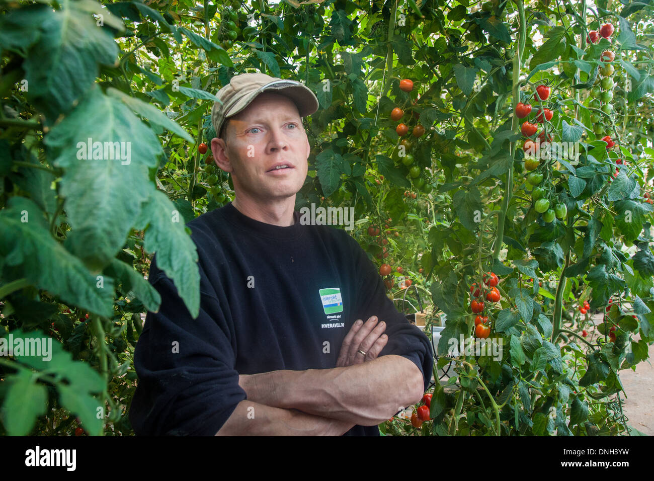 ICELANDIC FARMER AMONGST HIS TOMATO PLANTS, VEGETABLE FARMING IN ...