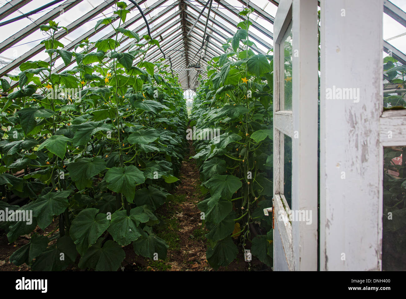 VEGETABLE FARMING IN GEOTHERMAL GREENHOUSES, HUSAVIK, NORTHERN ICELAND ...