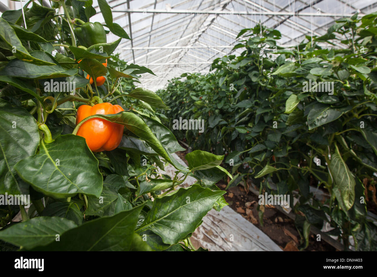 VEGETABLE FARMING IN GEOTHERMAL GREENHOUSES, HUSAVIK, NORTHERN ICELAND ...