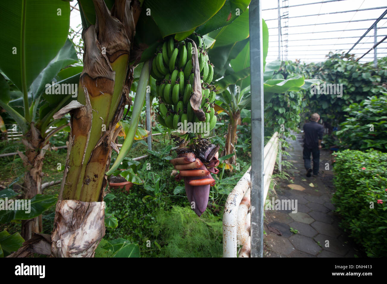 GROWING BANANAS IN GREENHOUSES, GEOTHERMAL ZONE OF HVERAGERDI, SOUTHERN ...
