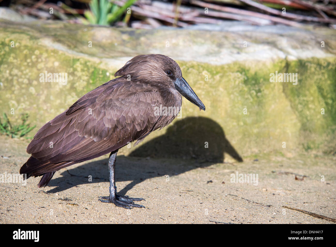 Hammerhead stork hi-res stock photography and images - Alamy