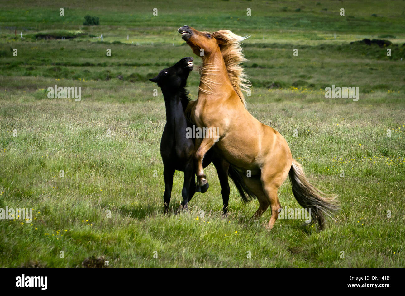 Game horse breeding hi-res stock photography and images - Alamy