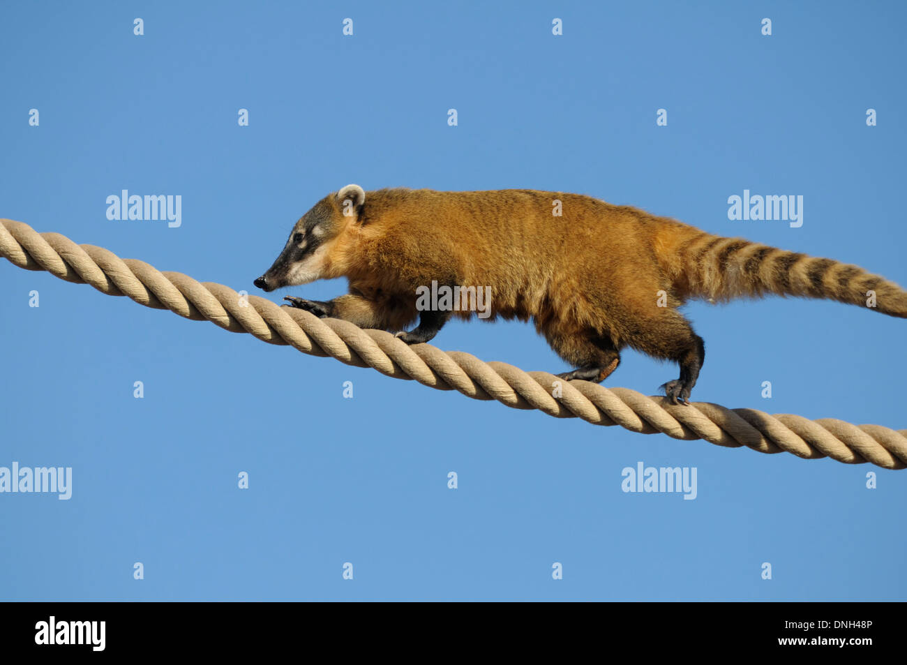 Coati family hi-res stock photography and images - Alamy
