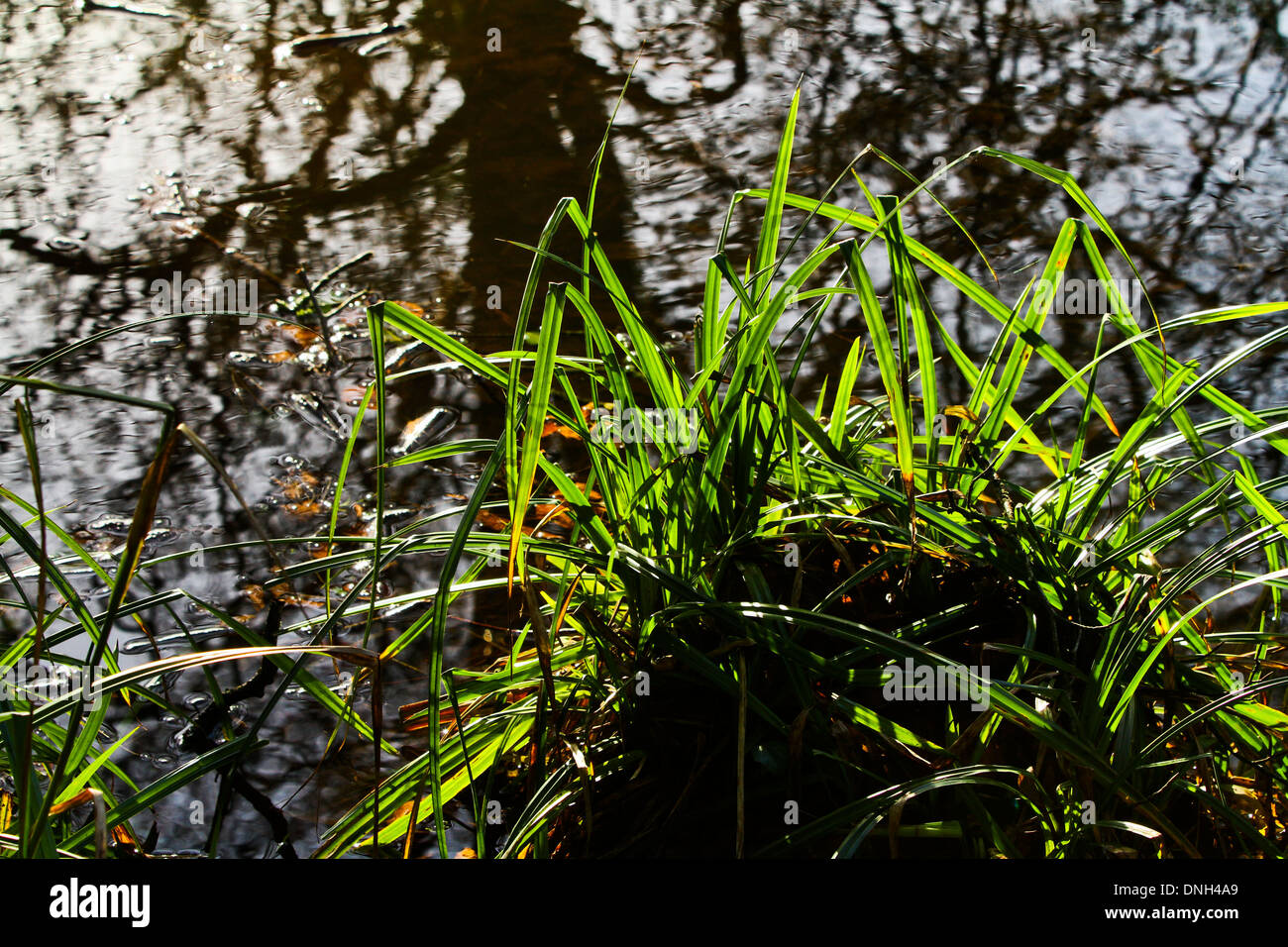 Pond grasses silhouette sunlight Stock Photo - Alamy