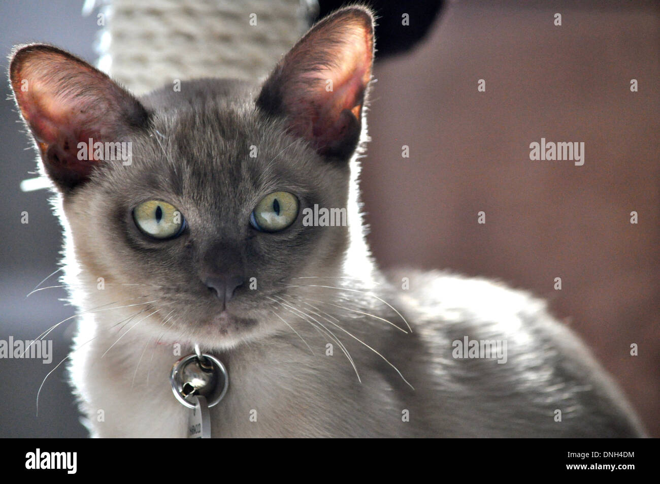 Kitten staring at the camera hi-res stock photography and images - Alamy