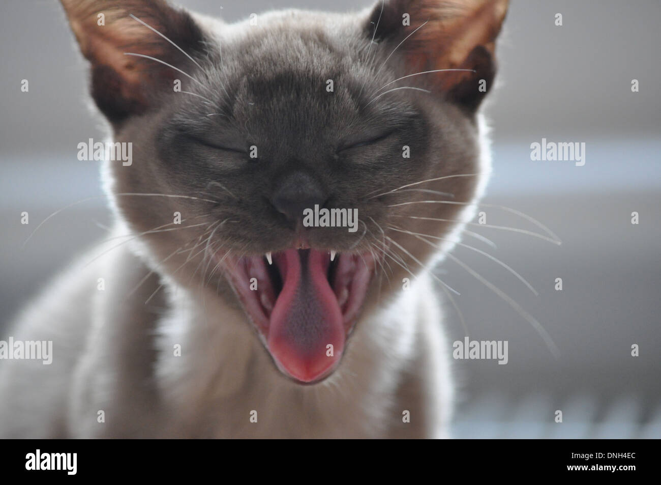 Yawning kitten hi-res stock photography and images - Alamy