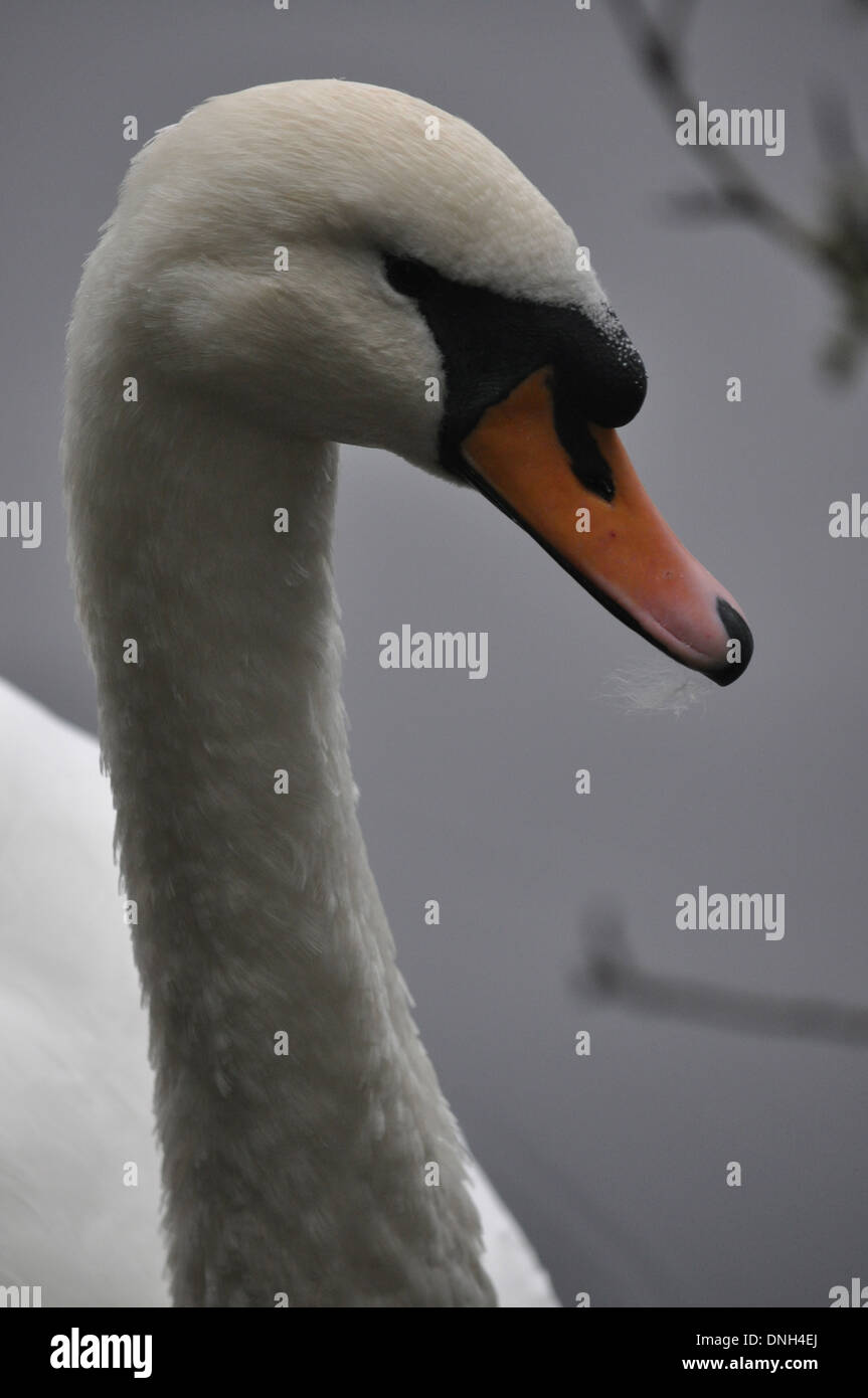 head of swan Stock Photo - Alamy