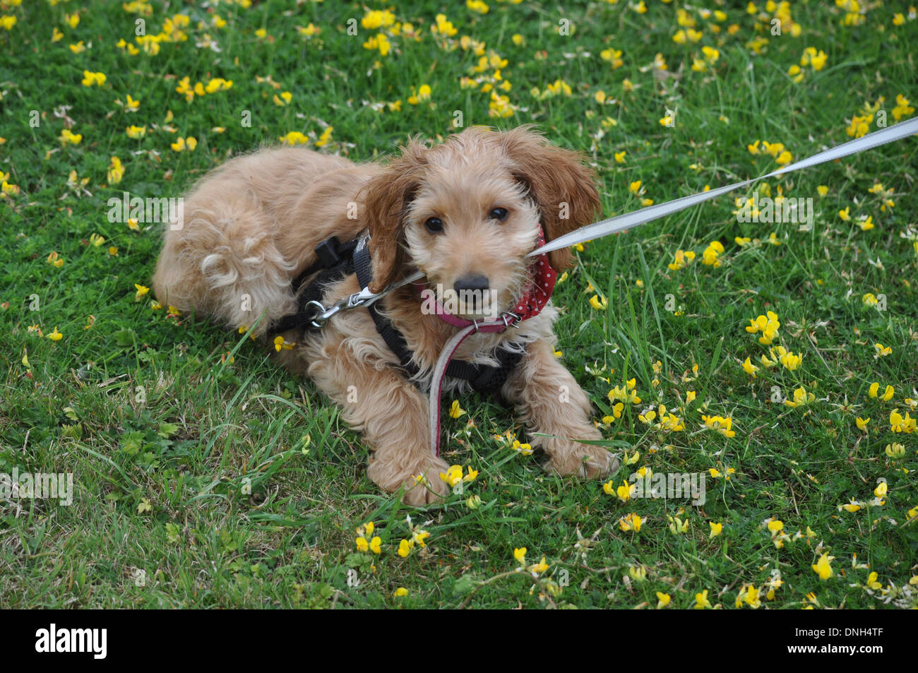 cute puppy dog on a lead Stock Photo - Alamy