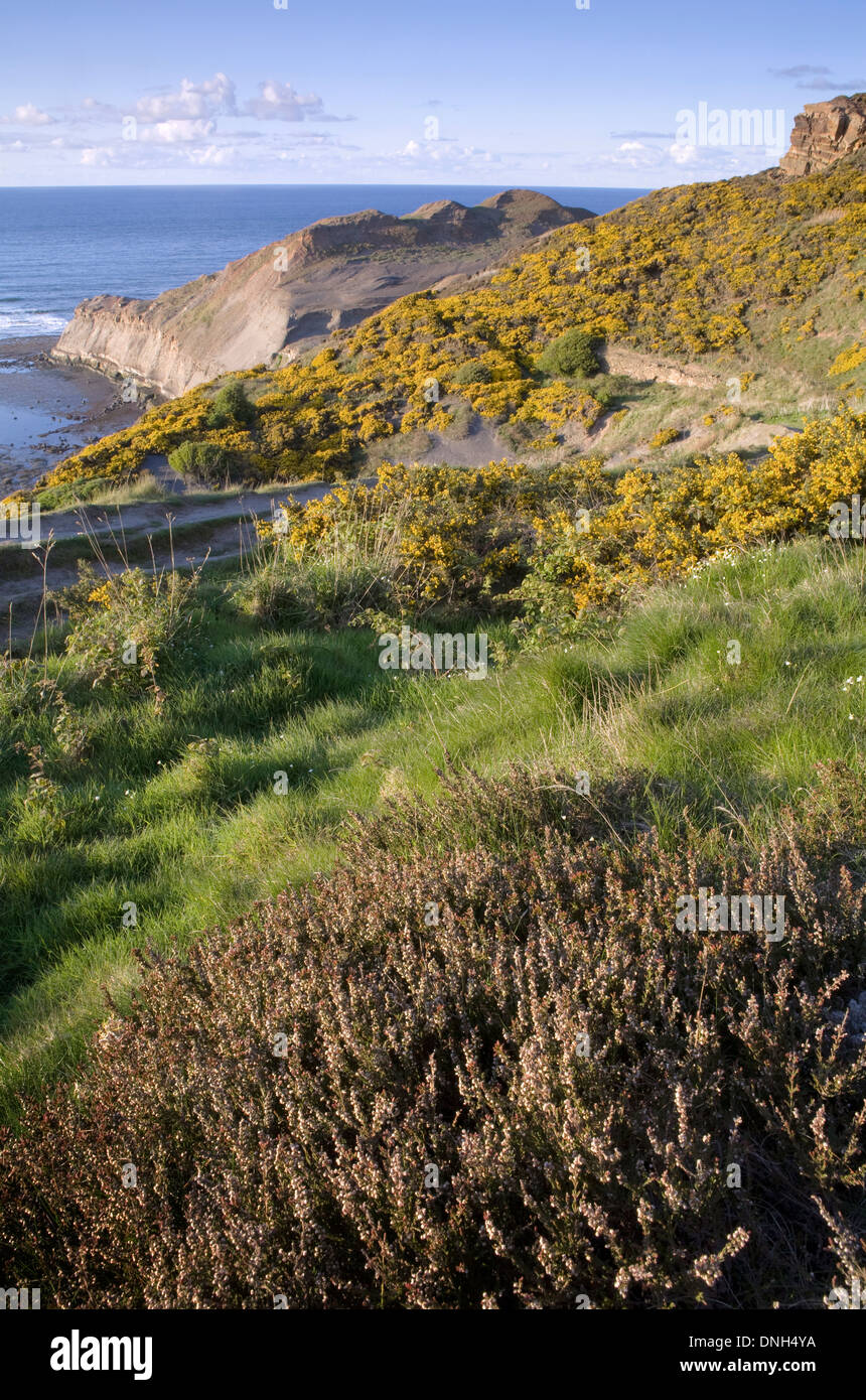 Gorse and heather cover the ground at Kettleness, North Yorkshire. The ...