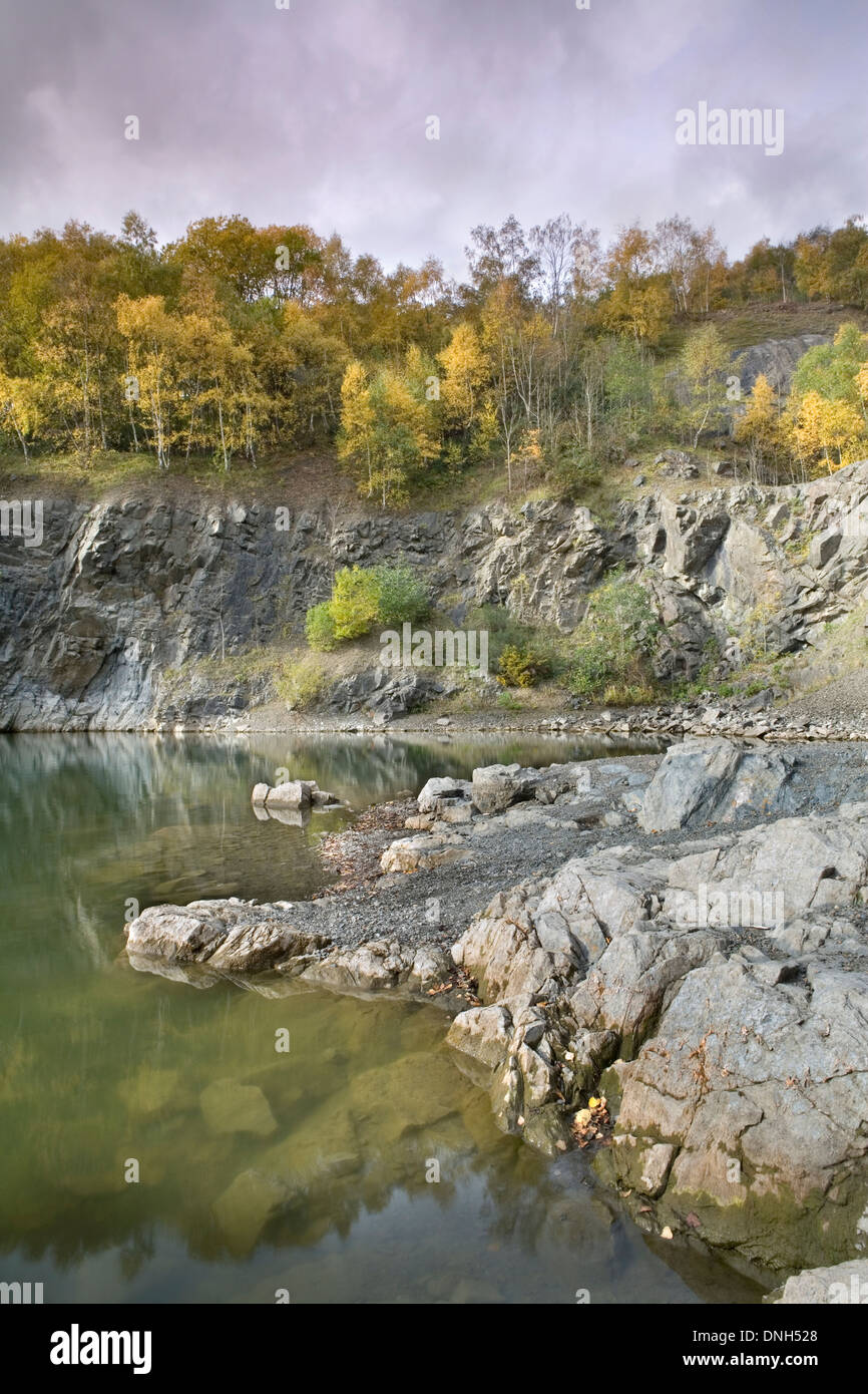 Silver Birch, Betula pendula, in Autumn colour line the cliff edge of ...