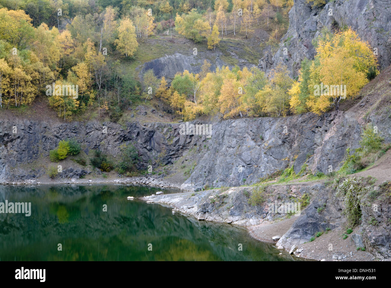 Silver Birch, Betula pendula, in Autumn colour line the cliff edge of ...