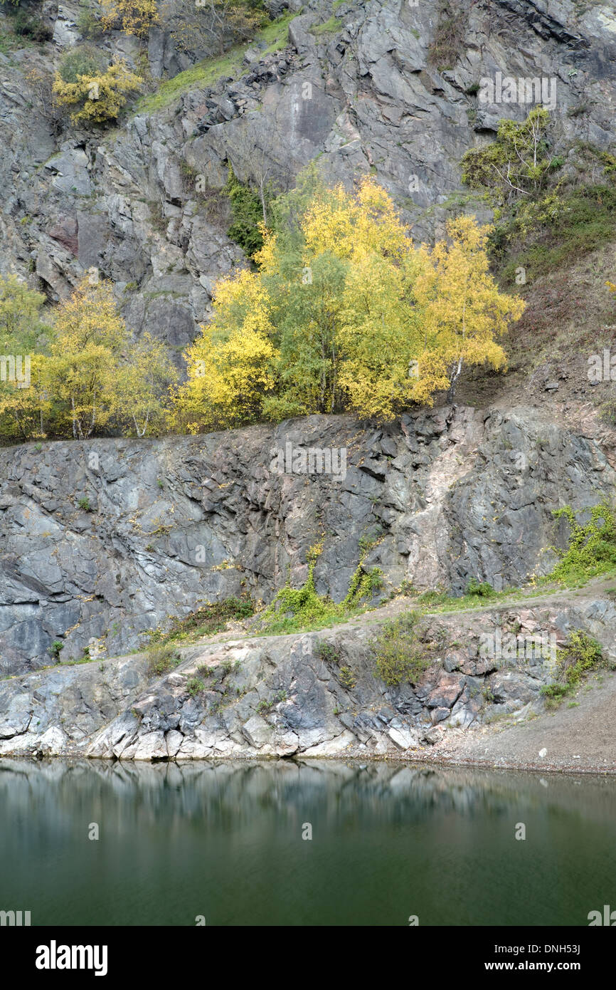 Silver Birch, Betula pendula, in Autumn colour line the cliff edge of ...
