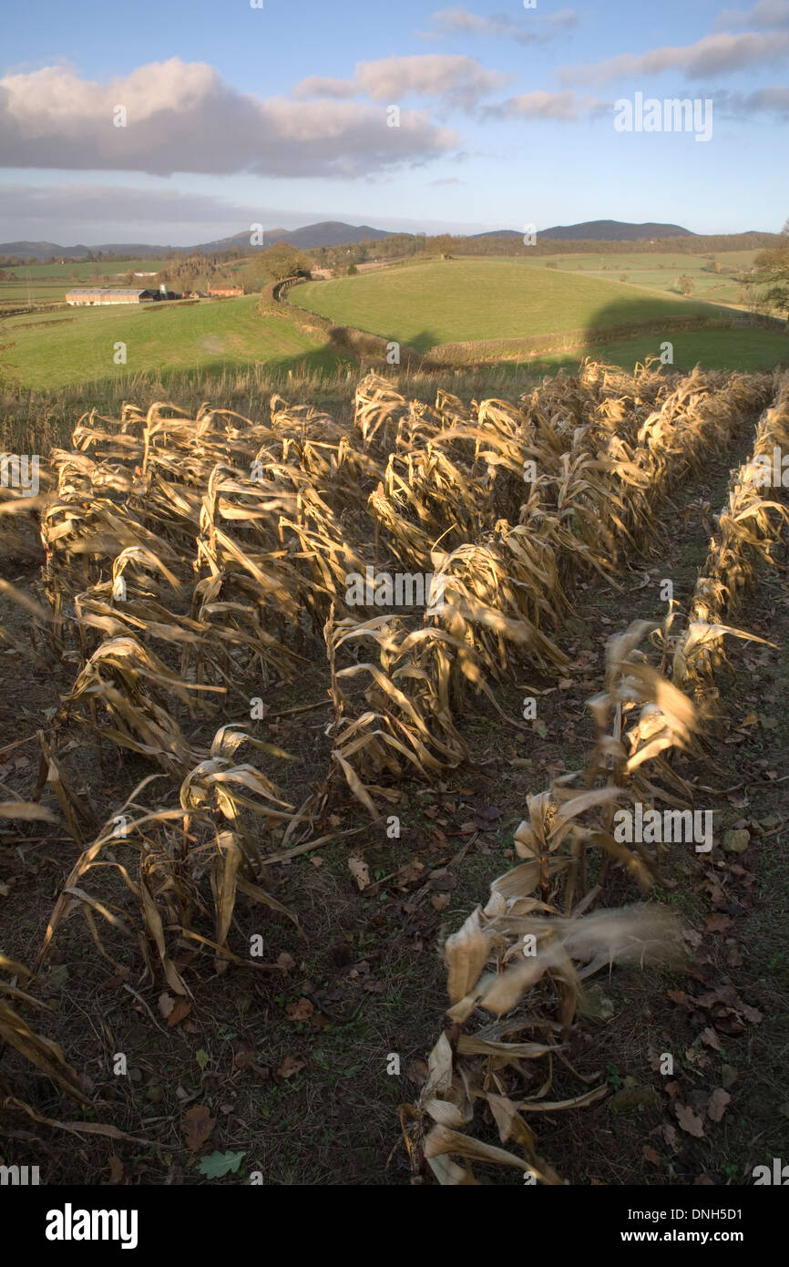 Corn field background hi-res stock photography and images - Alamy