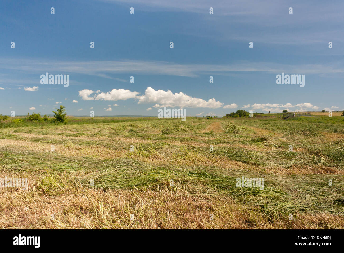 Rural field with a few trees in the distant background Stock Photo - Alamy