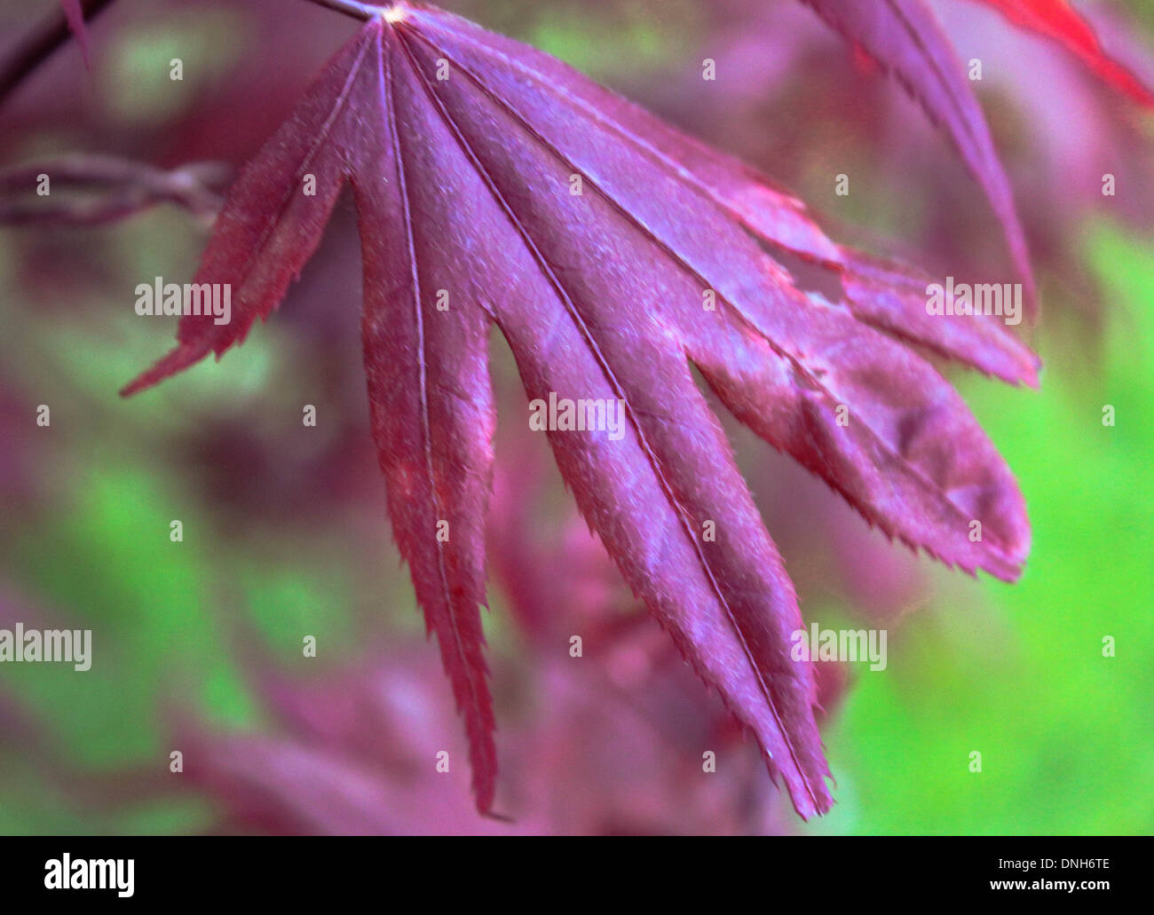 Brown Spring Maple Leaf Stock Photo - Alamy